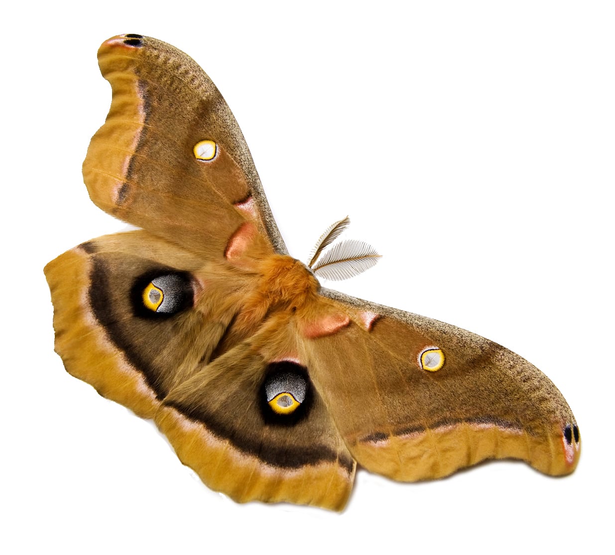 Silk Moths (February 3) | Creation 101