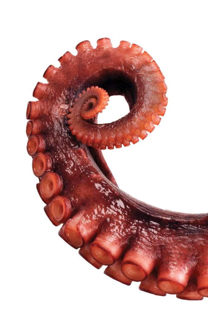Octopus Fossils (June 26) | Creation 101