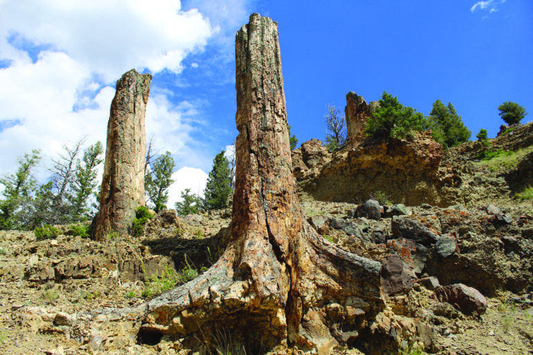 Yellowstone Petrified Forest (May 3) | Creation 101
