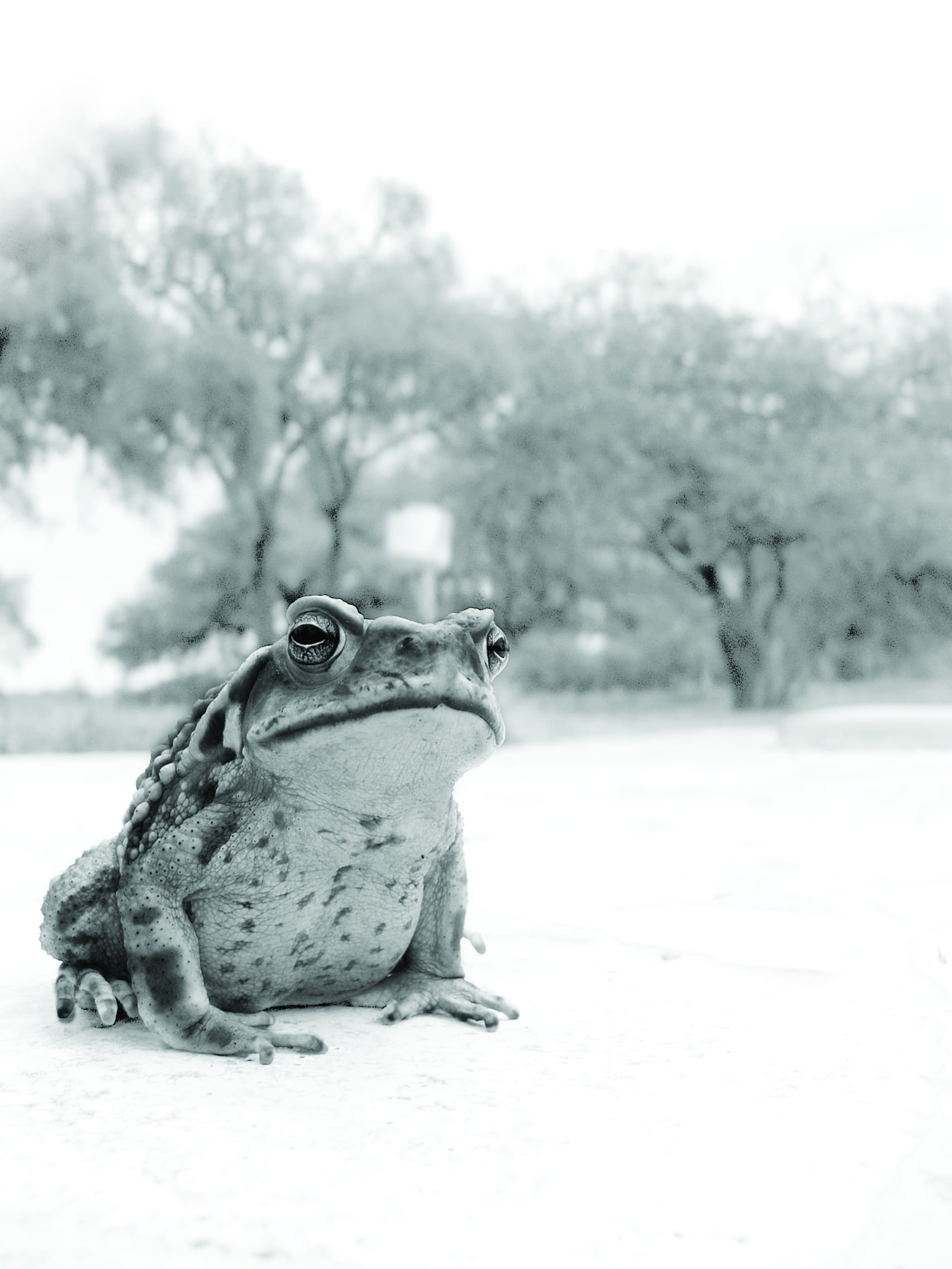 Frog Metamorphosis (November 17) | Creation 101