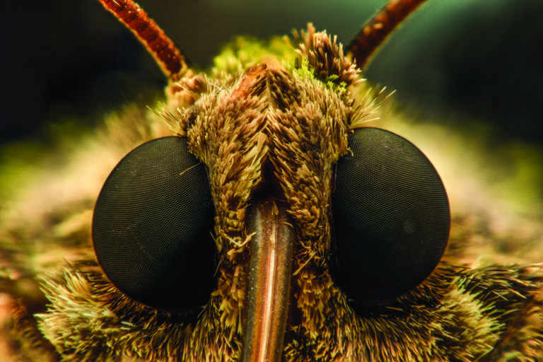 Moth Eyes (September 14) | Creation 101