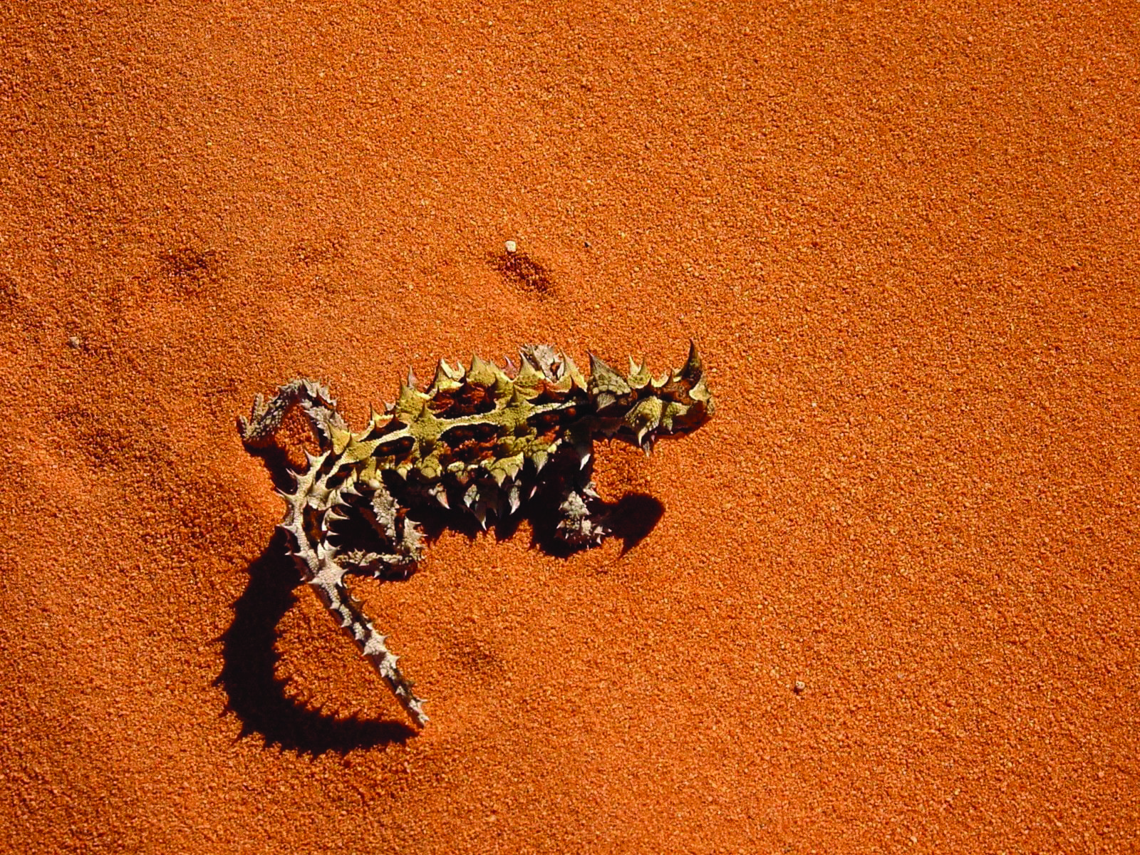 Australian Thorny Devil Lizards (September 6) | Creation 101